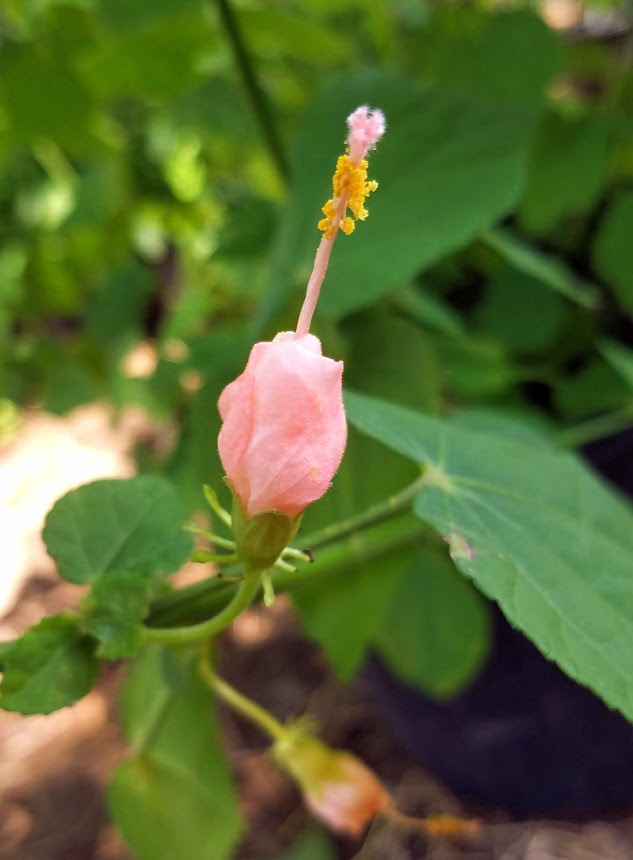 Pink turk’s cap flower – Bella Jardins Boutique