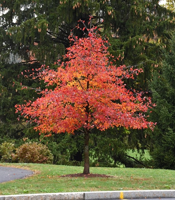 Black Tupelo Tree – Bella Jardins Boutique