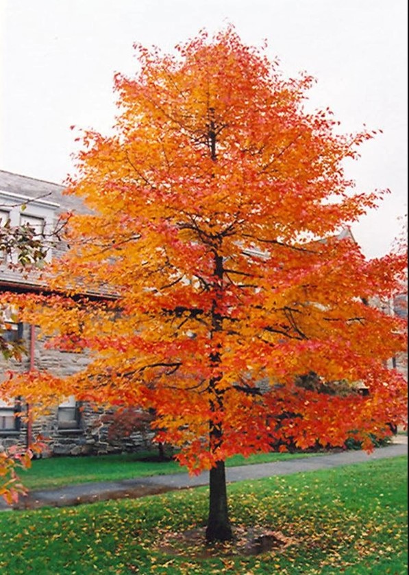 Black Tupelo Tree – Bella Jardins Boutique