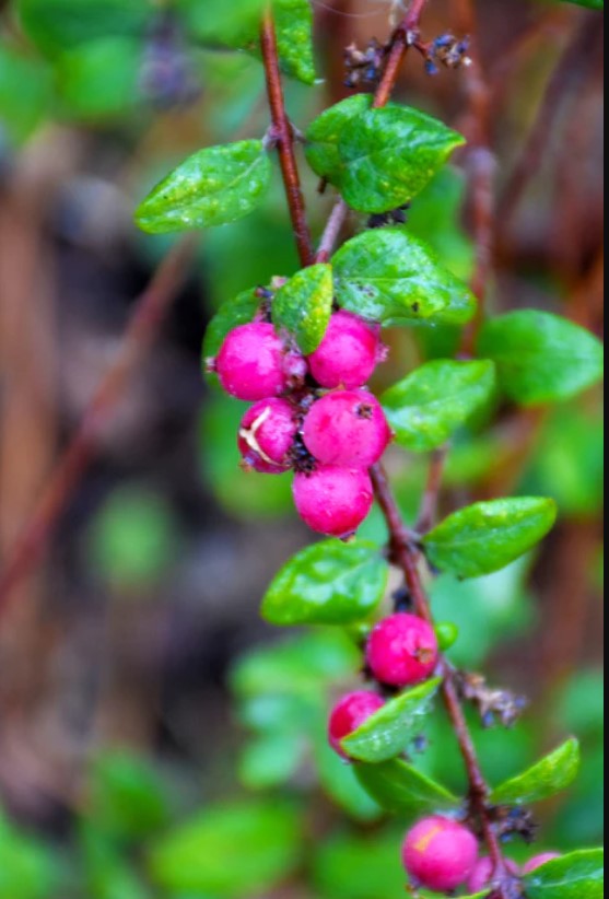 Coralberry – Bella Jardins Boutique