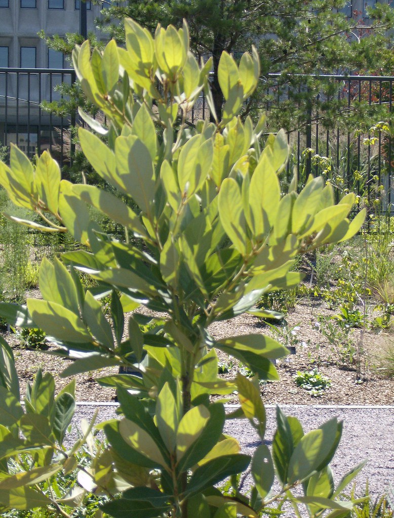 Red Bay – Bella Jardins Boutique