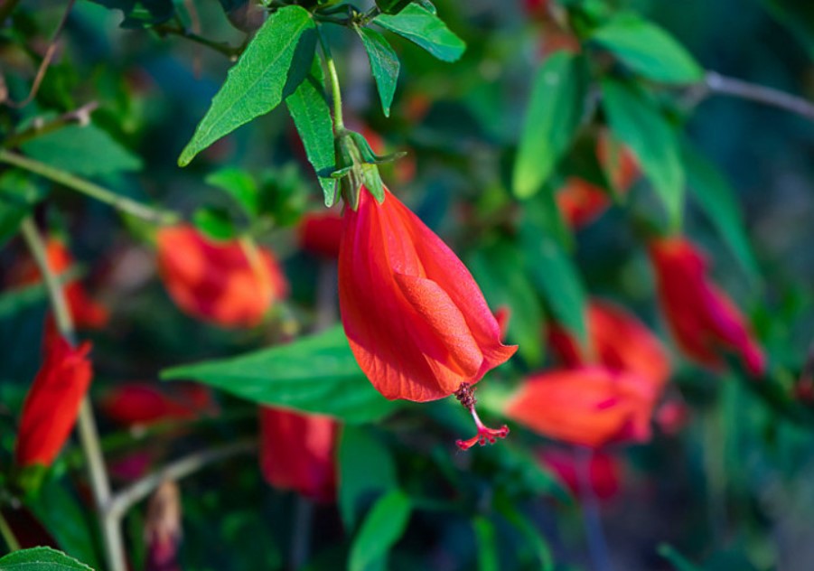 Red Turk’s Cap bloom – Bella Jardins Boutique