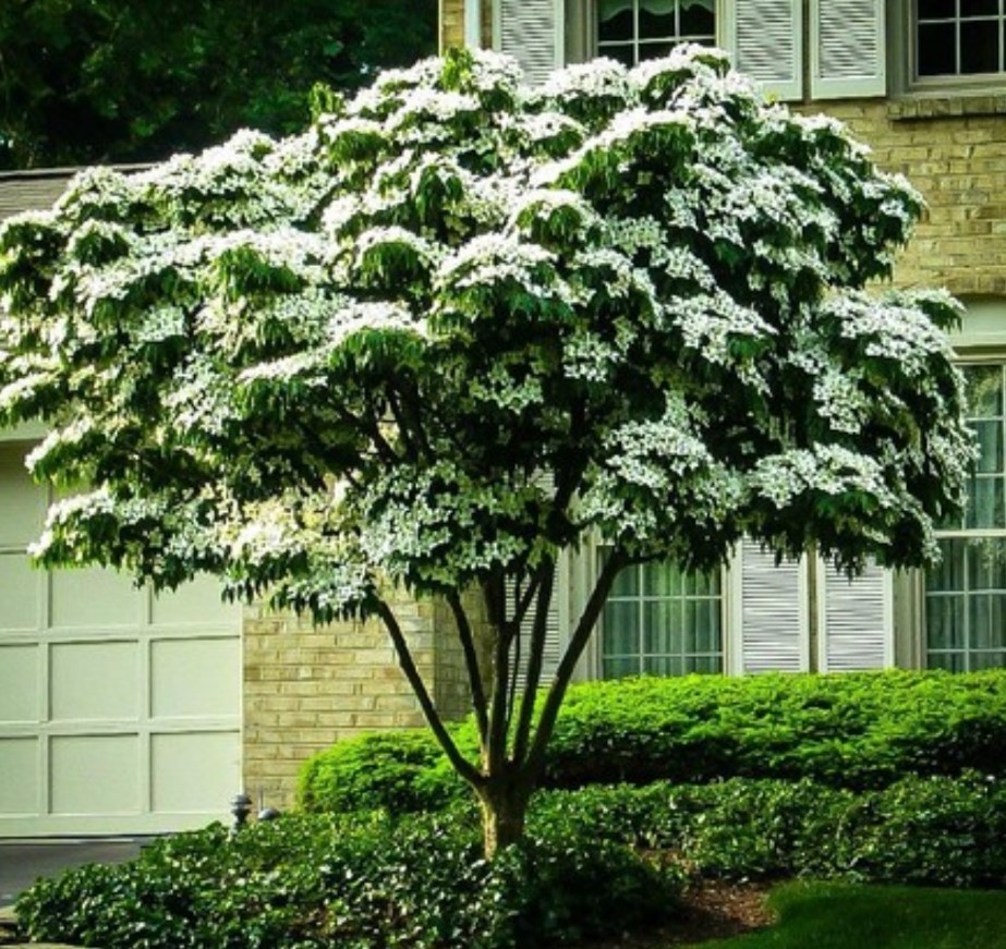 Roughleaf Dogwood Spring Color Bella Jardins Boutique