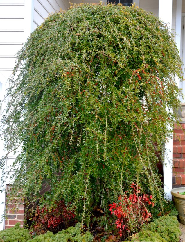 Weeping Yaupon Holly – Bella Jardins Boutique