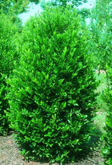 Cherry Laurel Compacta Shrub – Bella Jardins Boutique