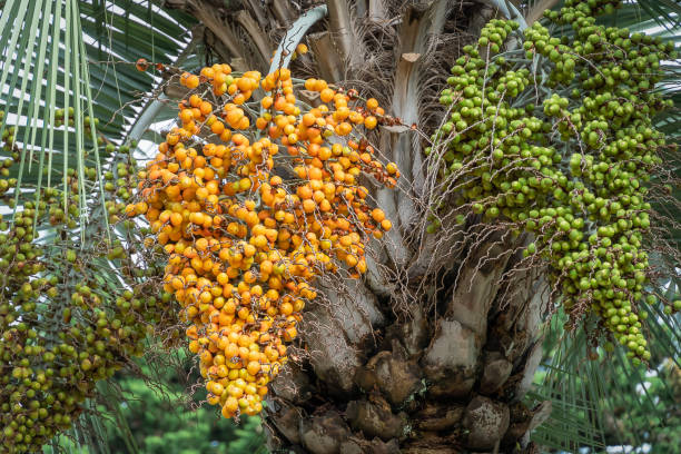 Pindo palm fruit – Bella Jardins Boutique