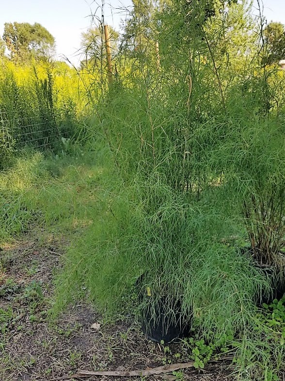 Bamboo Muhly Grass 3-gallon – Bella Jardins Boutique