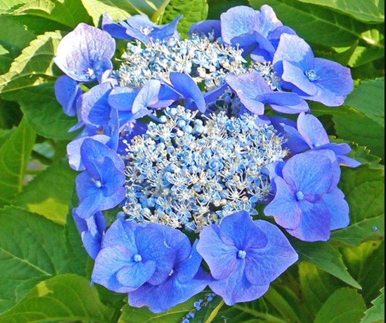 Blue Dove Hydrangea flower – Bella Jardins Boutique