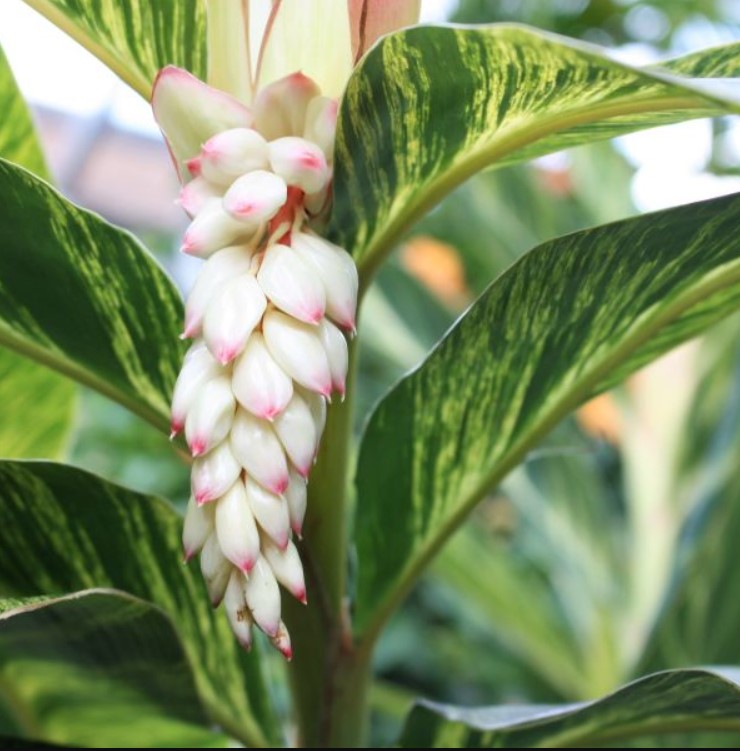 Variegated Shell Ginger flower – Bella Jardins Boutique