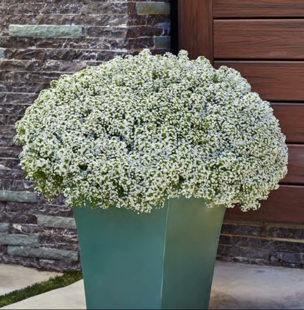 White Sweet Alyssum in container – Bella Jardins Boutique