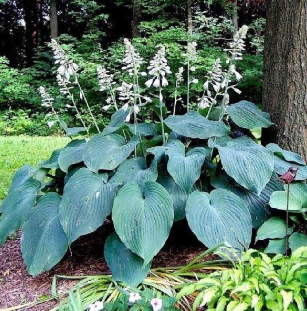 Blue Angel Hosta – Bella Jardins Boutique