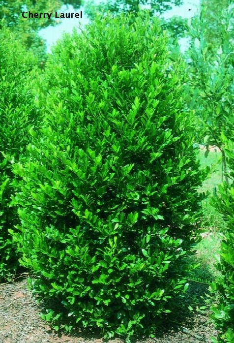 Cherry Laurel Compacta – Bella Jardins Boutique