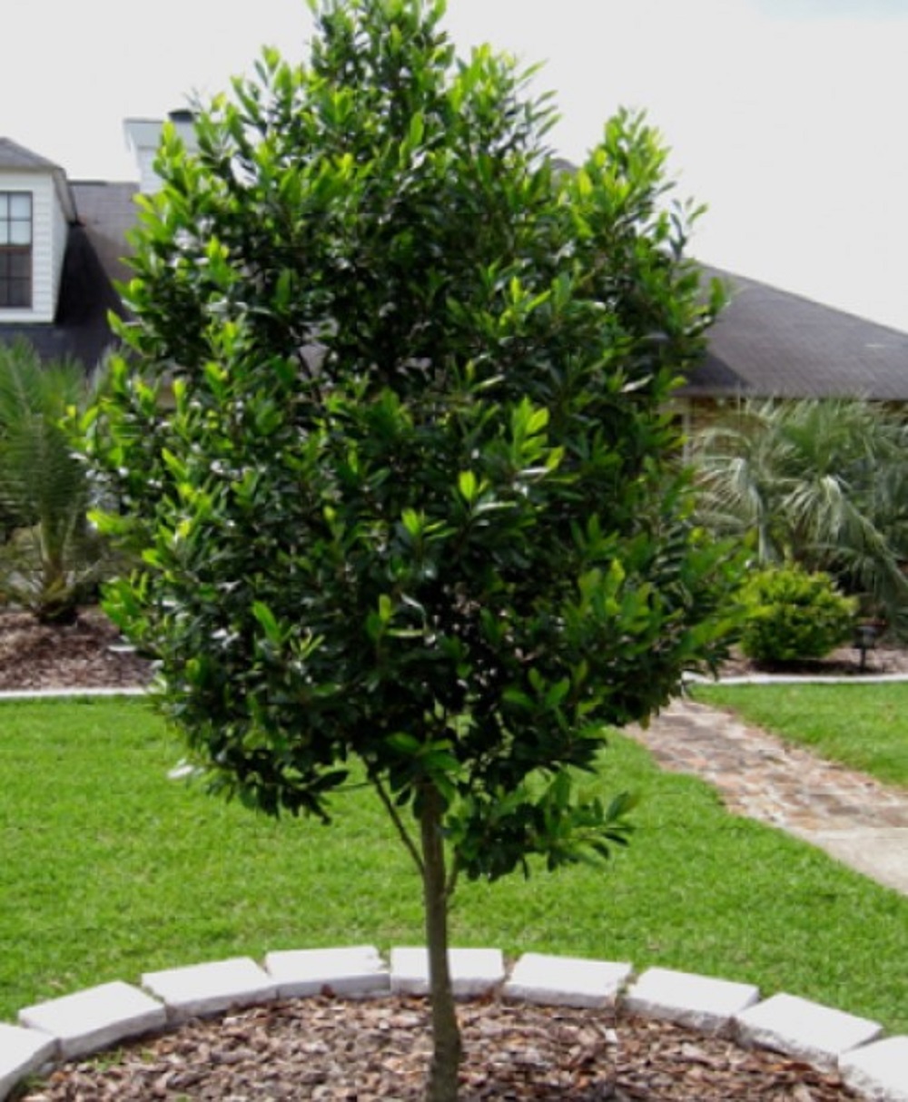 Compact Cherry Laurel tree – Bella Jardins Boutique