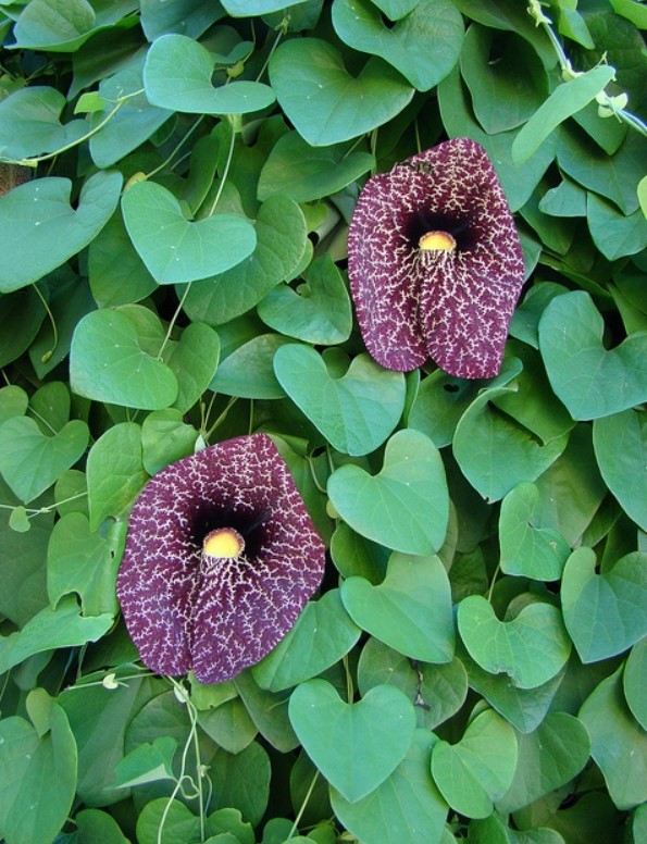 Dutchmans Pipe Vine – Bella Jardins Boutique