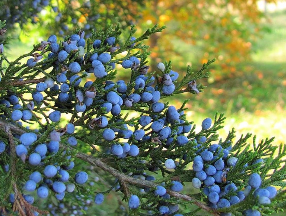 Eastern Red Cedar berries – Bella Jardins Boutique