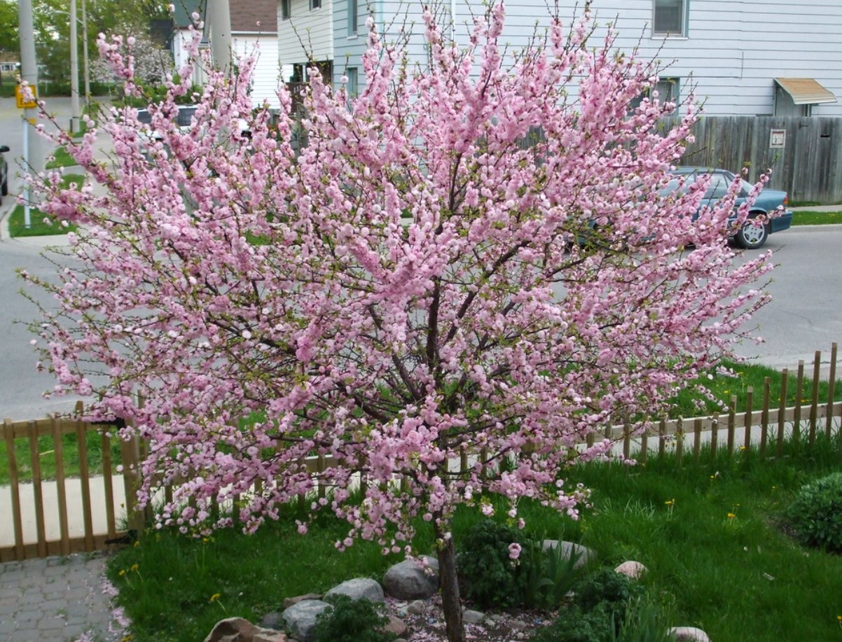 Flowering Almond Shrub mature – Bella Jardins Boutique