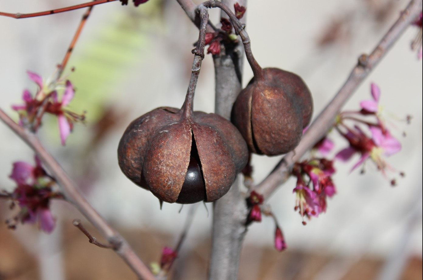 Mexican Buckeye Seed Pods – Bella Jardins Boutique
