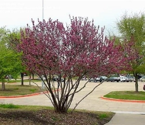 Mexican Buckeye Tree – Bella Jardins Boutique