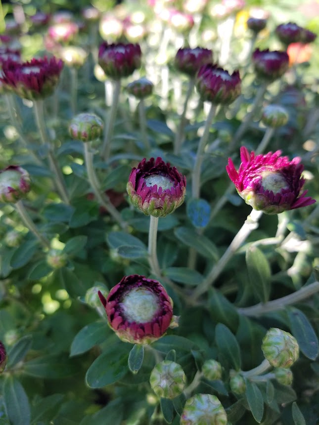 Mums Grapeberry Red 8 inch – Bella Jardins Boutique