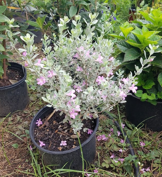 Texas Compacta Sage 3-gallon 2 – Bella Jardins Boutique