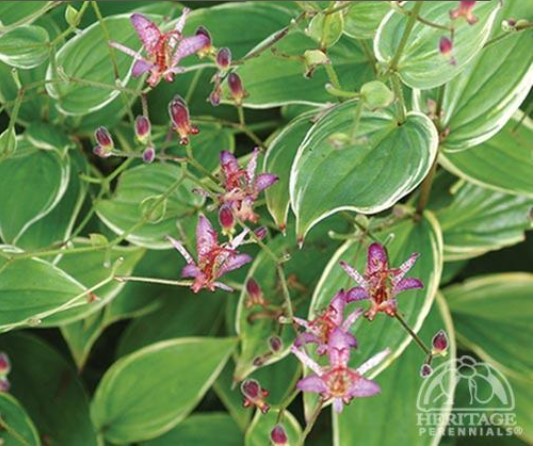 Variegated Toad Lily – Bella Jardins Boutique