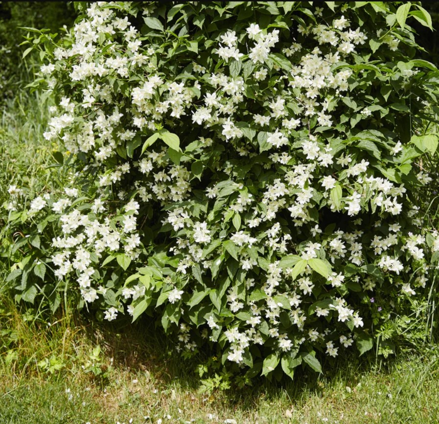 Natchez Mock Orange shrub – Bella Jardins Boutique