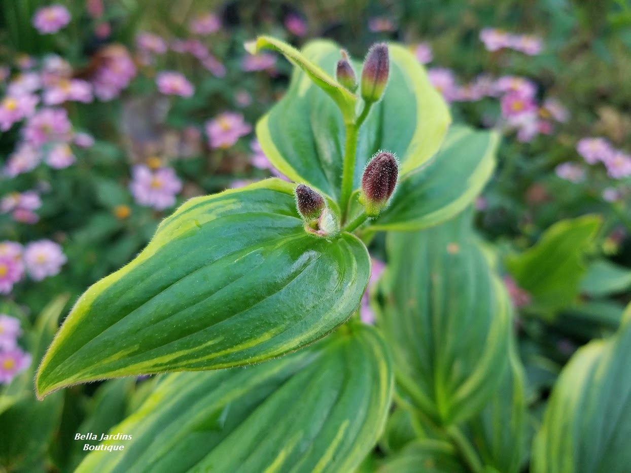 Variegated Toad Lily flower buds – Bella Jardins Boutique