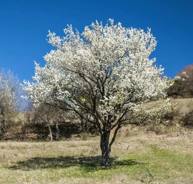 Mexican Plum spring flowers – Bella Jardins Boutique
