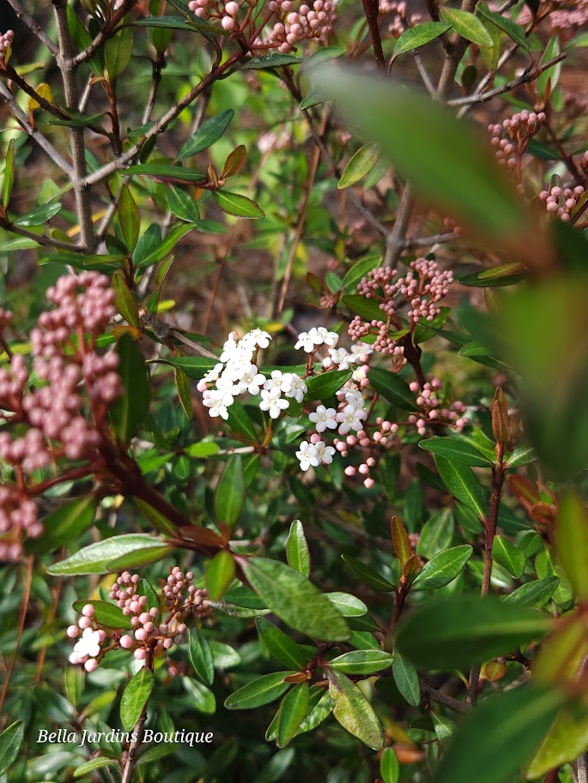 Perennial Sleepy-Time, Oak Garden – Bella Jardins Boutique