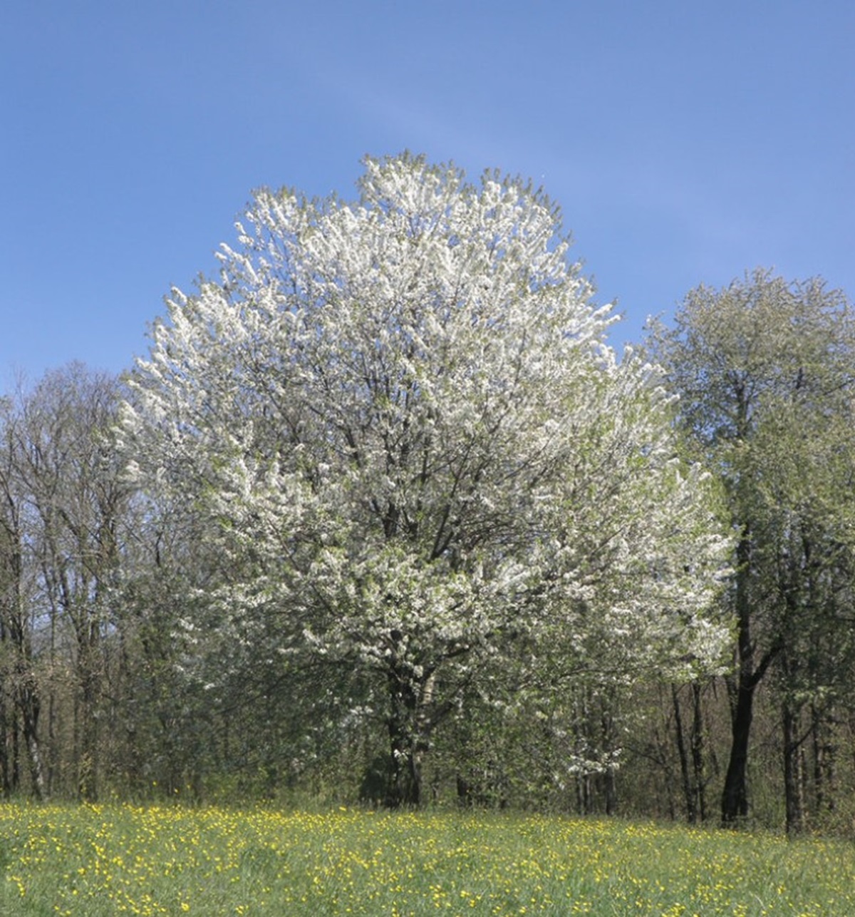 Prunus serotina, Wild Black Cherry – Bella Jardins Boutique