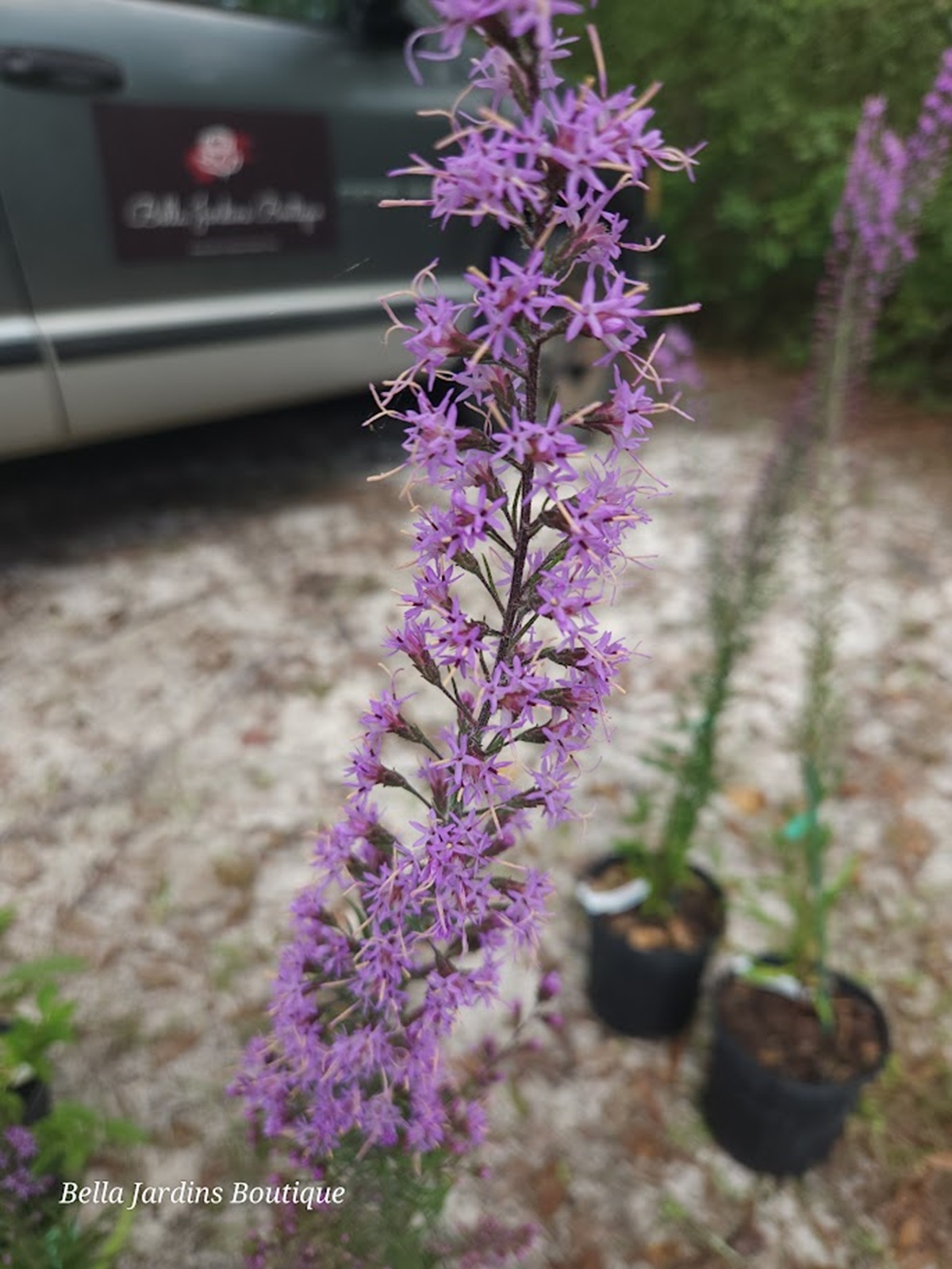 Lobelia cardinalis, Cardinal Flower – Bella Jardins Boutique