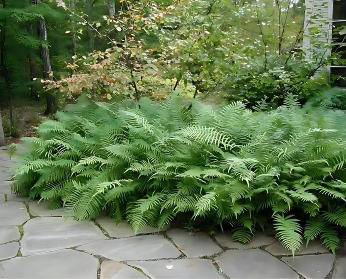 Ziva’s Flora Fav: Southern Shield Fern – Bella Jardins Boutique